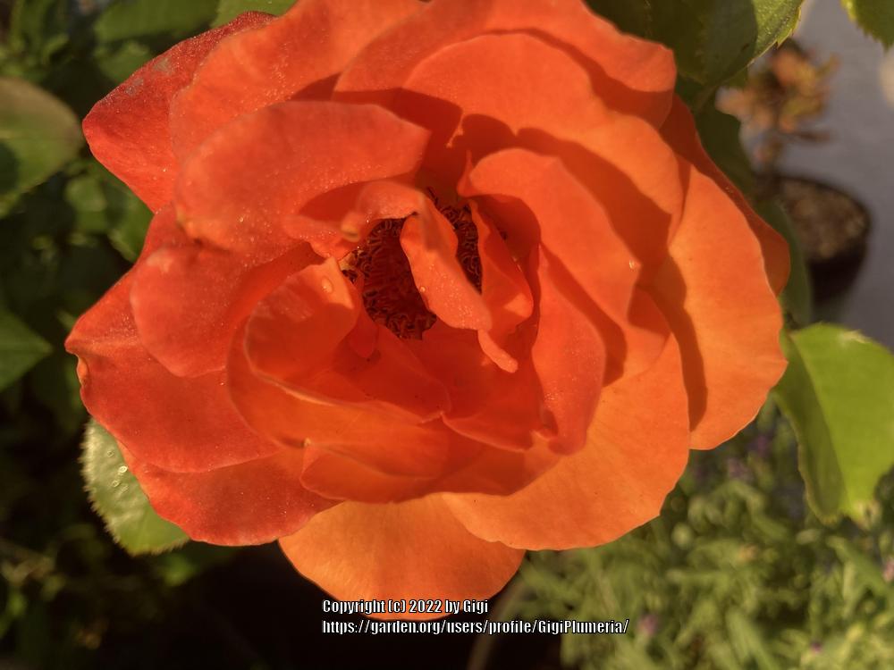 Photo of the bloom of Rose (Rosa 'New Year') posted by GigiPlumeria ...