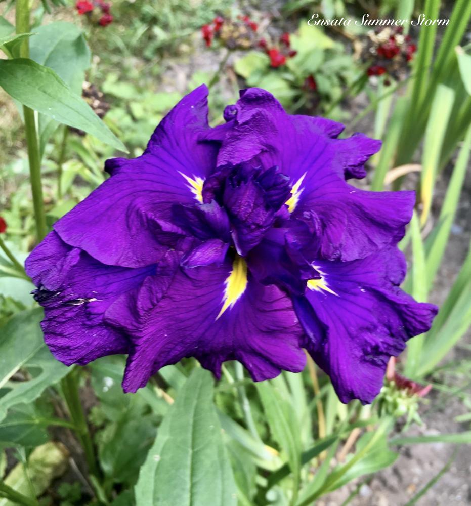 Japanese Iris (Iris ensata 'Summer Storm') in the Irises Database ...