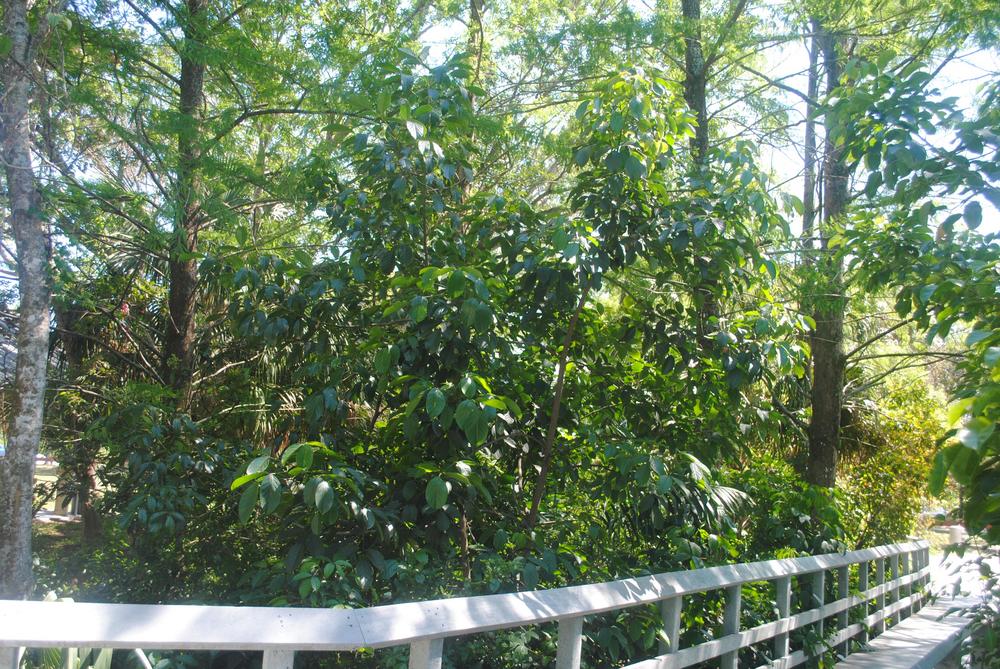 Photo of the entire plant of Torchwood (Amyris elemifera) posted by ...