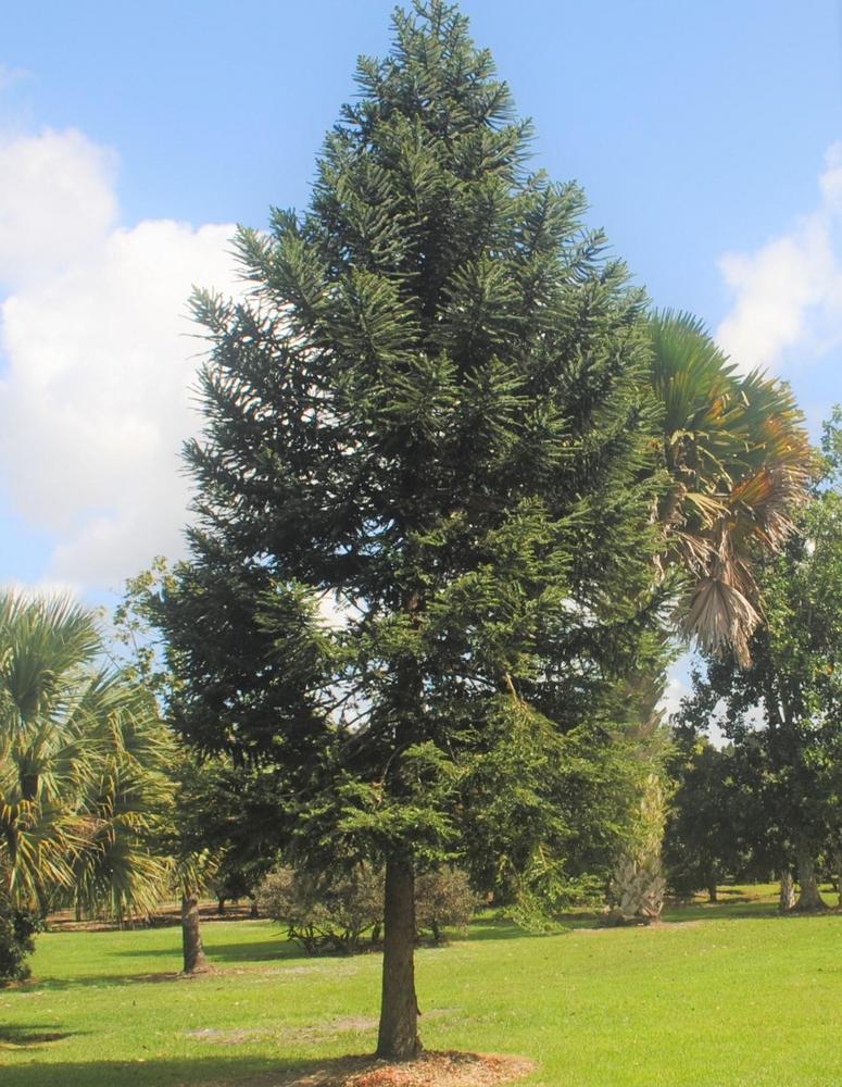Photo of the entire plant of Bunya-Bunya (Araucaria bidwillii) posted ...