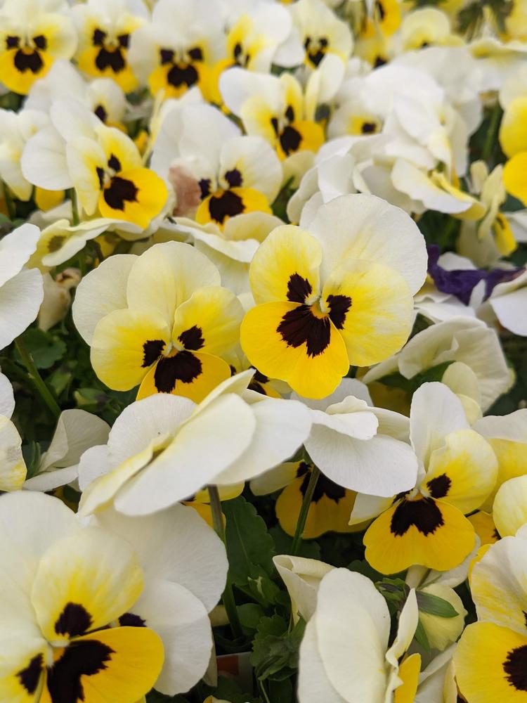 Horned Violet (Viola cornuta Sorbet™ Lemon Ice Blotch) in the Violas ...