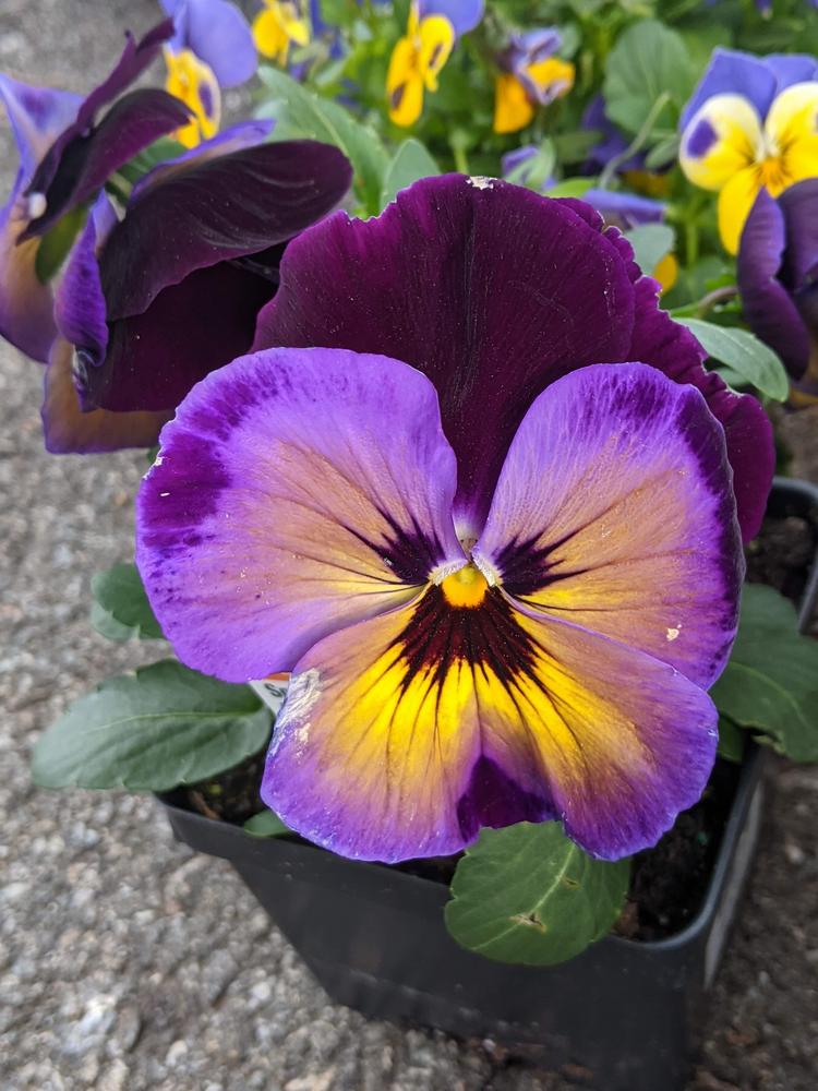Photo of the entire plant of Pansy (Viola x wittrockiana 'Spring Matrix ...