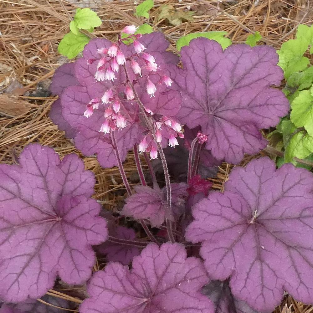 Photo of the entire plant of Coral Bells (Heuchera Primo™ Wild Rose ...