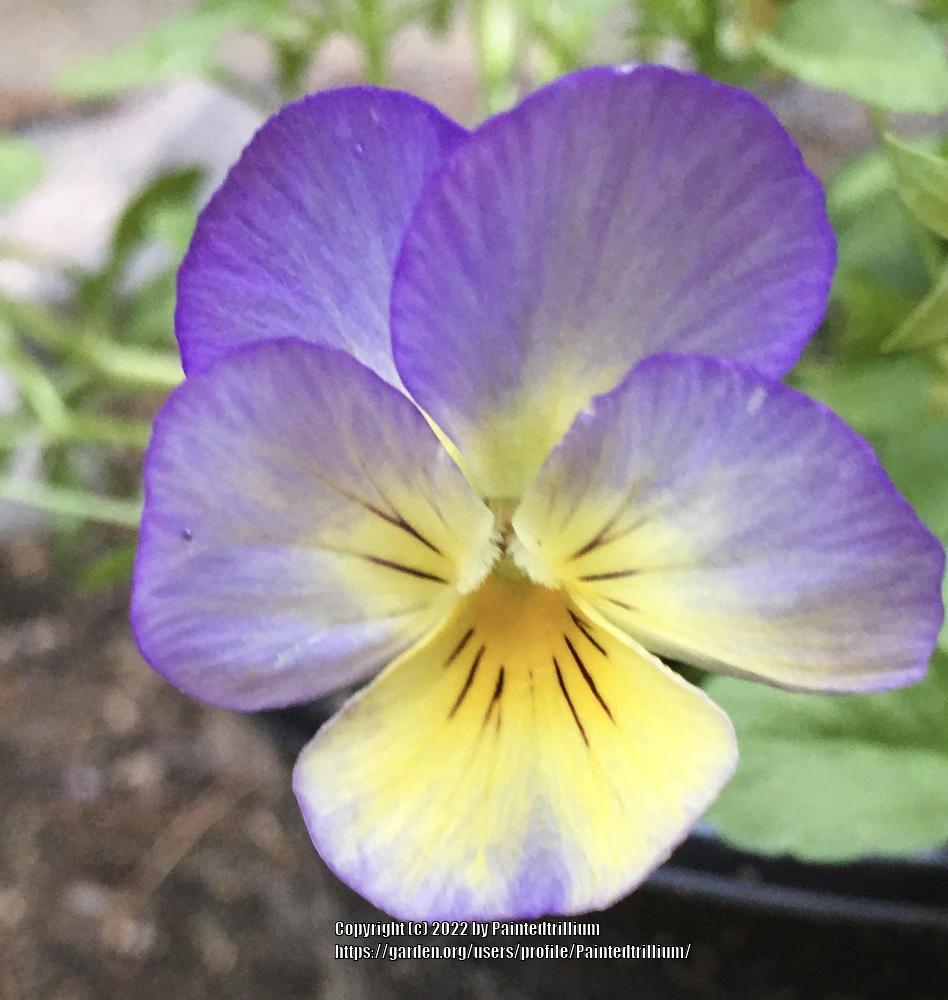 Photo of the bloom of Pansy (Viola x wittrockiana Cool Wave® Blueberry ...