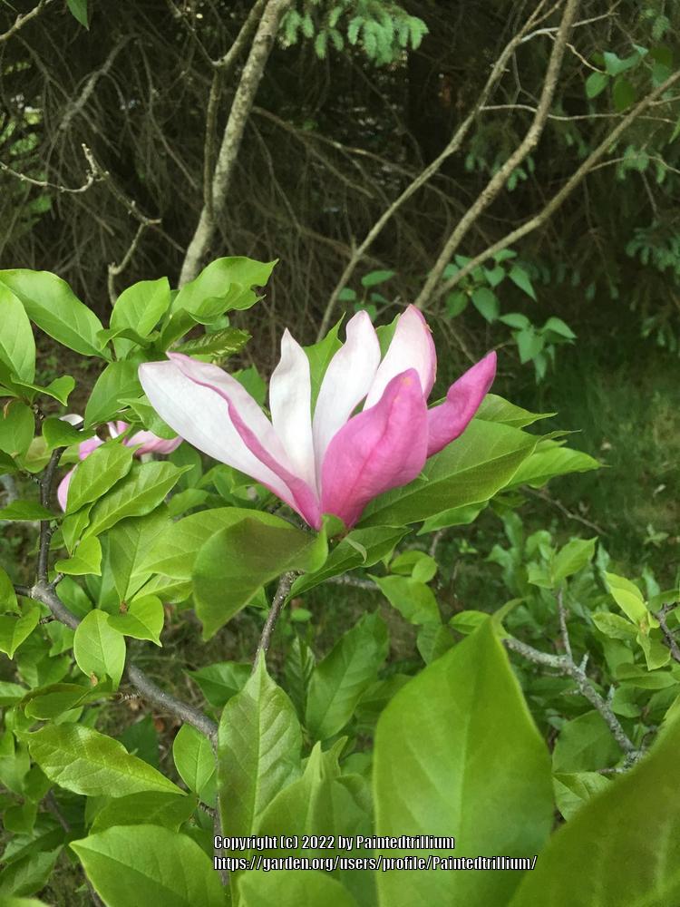 Photo of the bloom of Magnolia 'Ricki' posted by Paintedtrillium ...