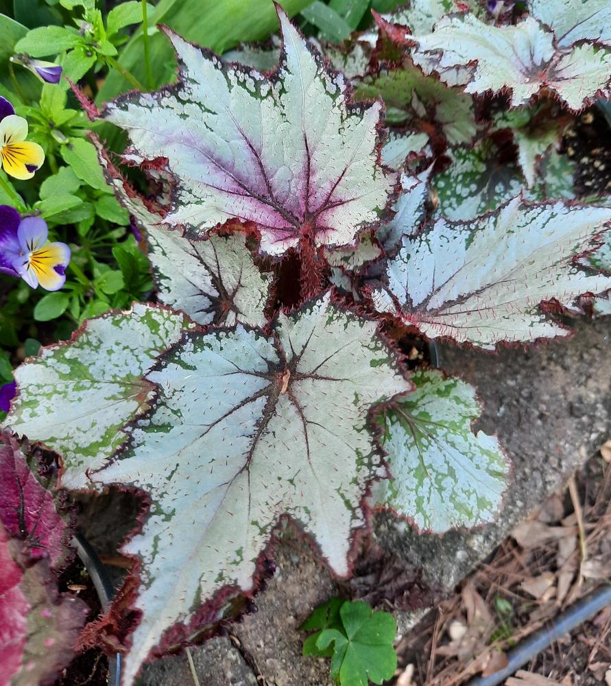 Rex Begonia (Begonia rex Dibs™ Butterscotch) in the Begonias Database ...