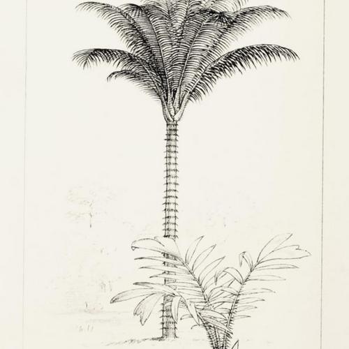 Tucuma Palm (Astrocaryum tucuma) - Garden.org