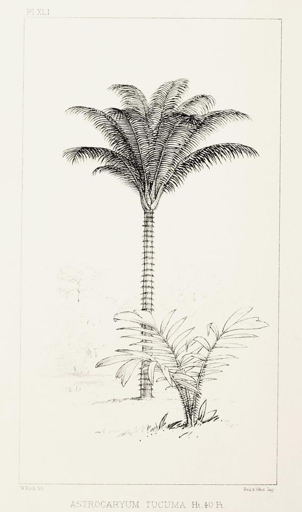 Tucuma Palm (Astrocaryum tucuma) - Garden.org