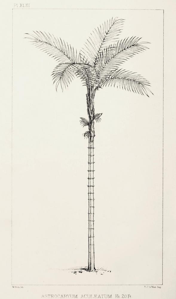 Palm (Astrocaryum aculeatum) - Garden.org