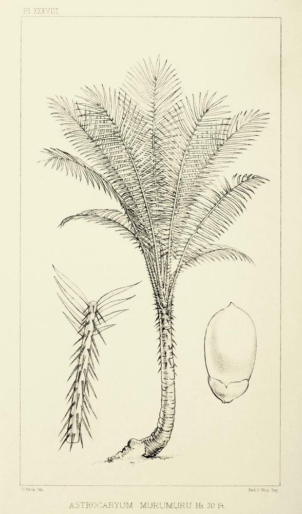 Photo of the documentation of Murumuru Palm (Astrocaryum murumuru ...