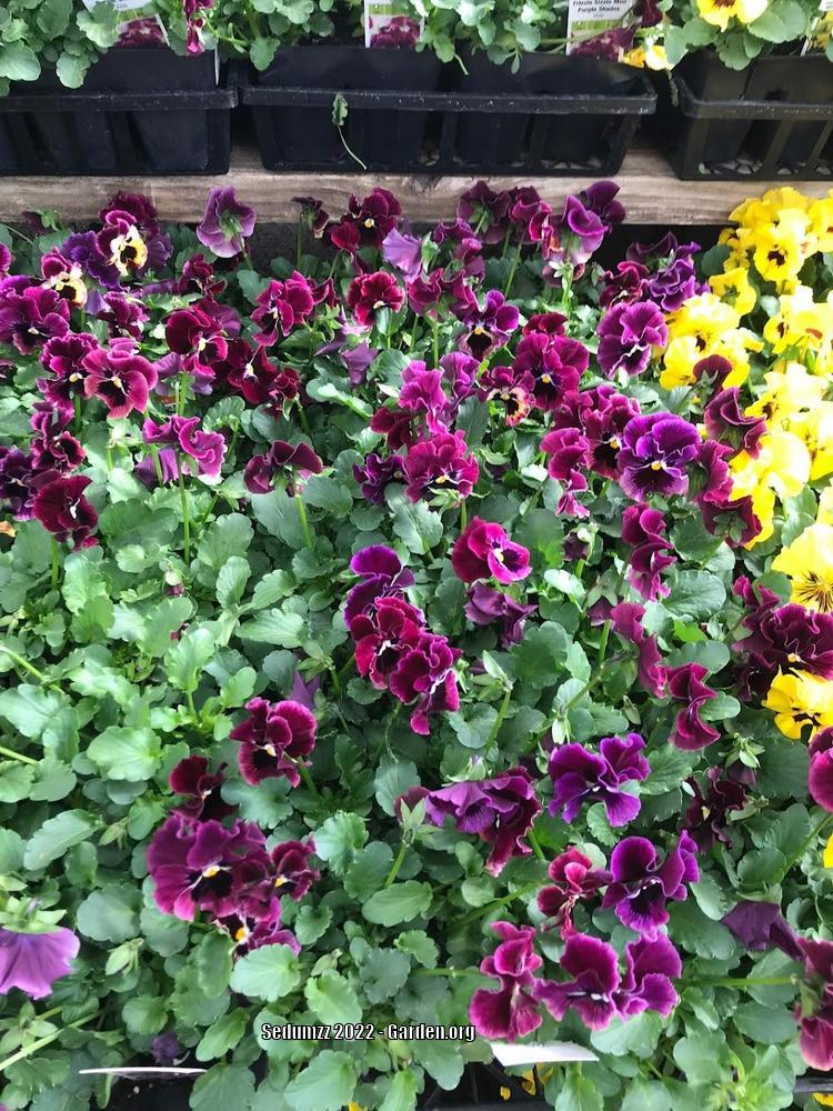 Photo of the entire plant of Violet (Viola cornuta 'Frizzle Sizzle Mini ...