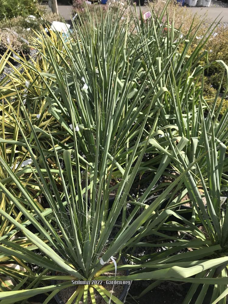 Adam's Needle (Yucca filamentosa 'Corbett's Blue') - Garden.org