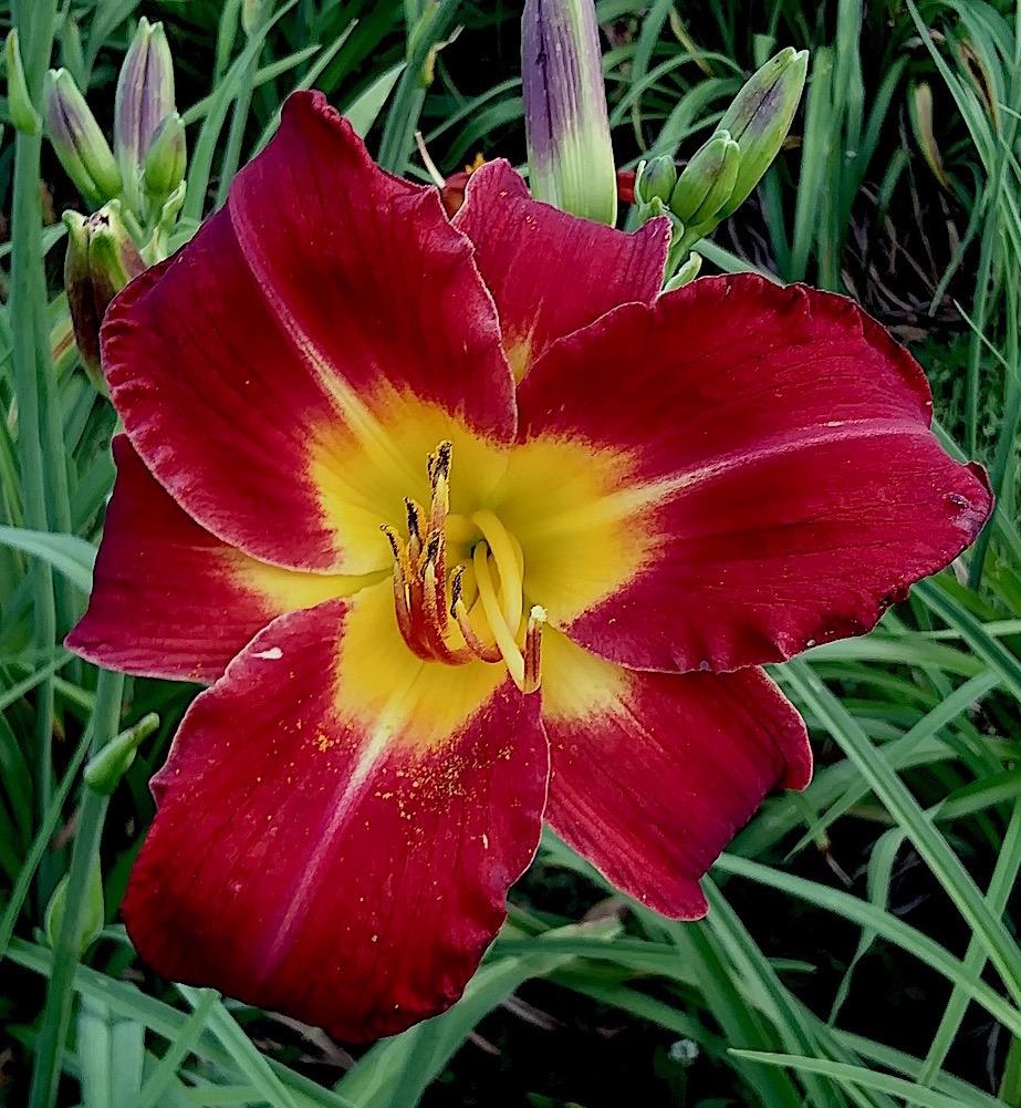 Photo of the bloom of Daylily (Hemerocallis 'Elizabethan Ruby Ring ...