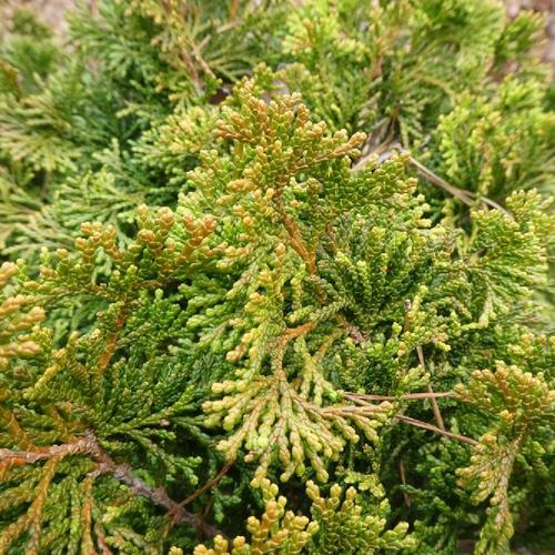 Hinoki Cypress (Chamaecyparis obtusa 'Tempelhof') - Garden.org