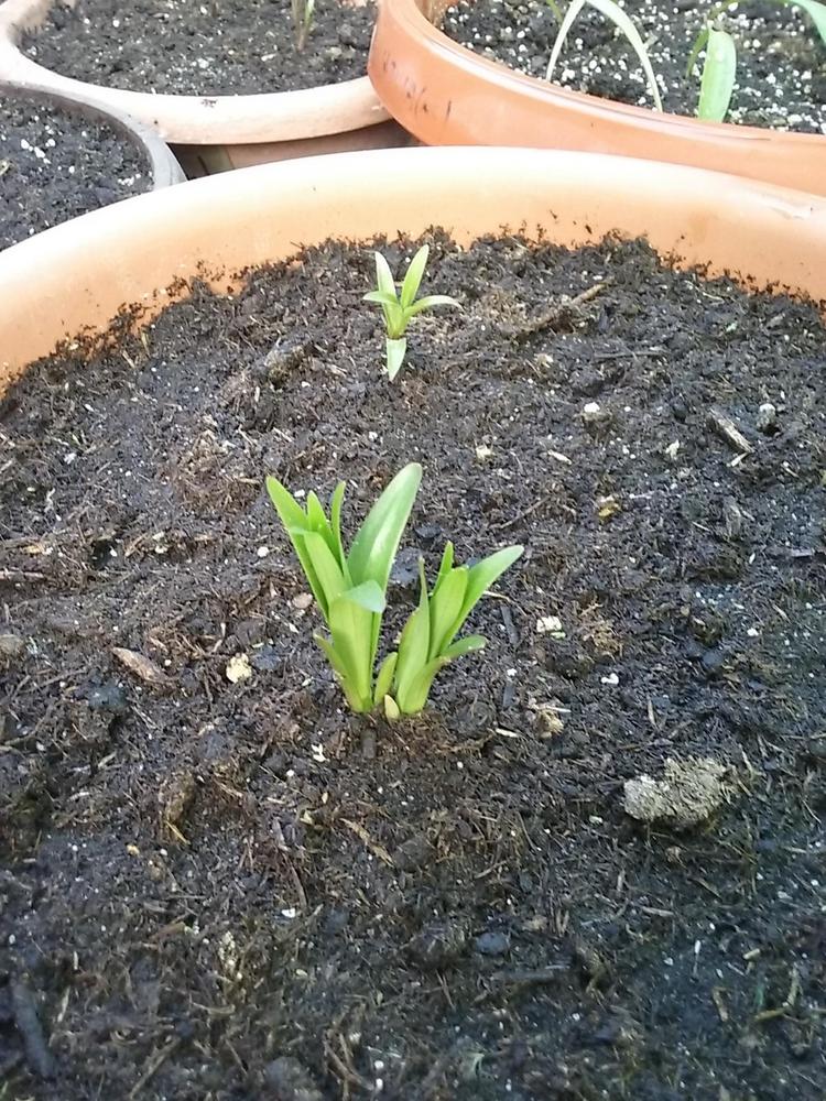Photo of the emerging growth of Rosthorn's Lily (Lilium rosthornii ...