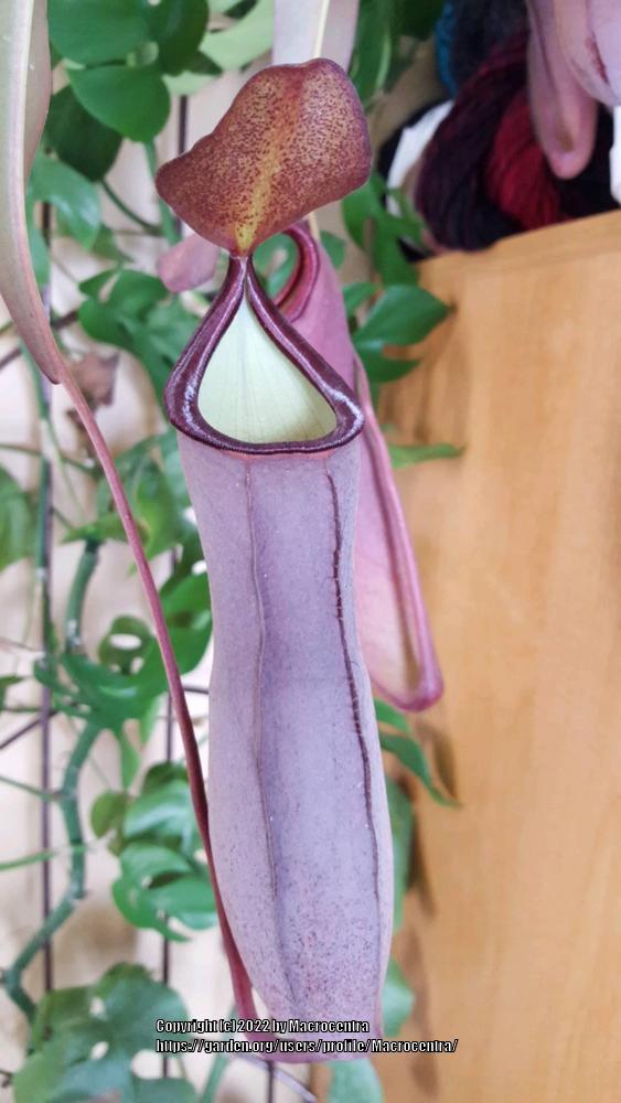 Photo of the leaves of Pitcher Plant (Nepenthes 'Rebecca Soper') posted ...