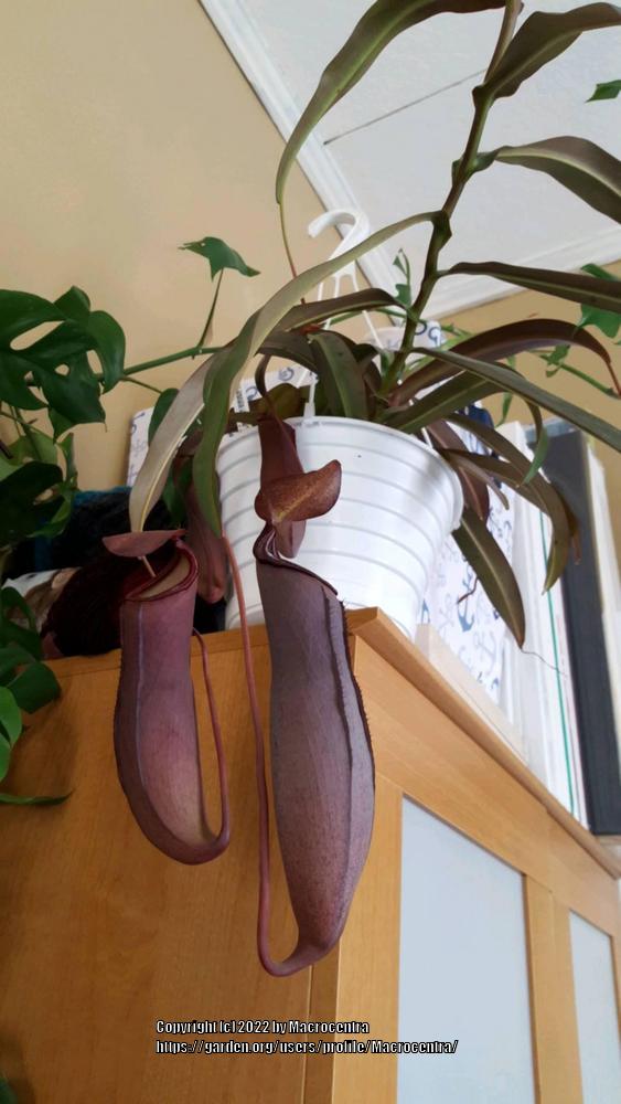 Photo of the entire plant of Pitcher Plant (Nepenthes 'Rebecca Soper ...