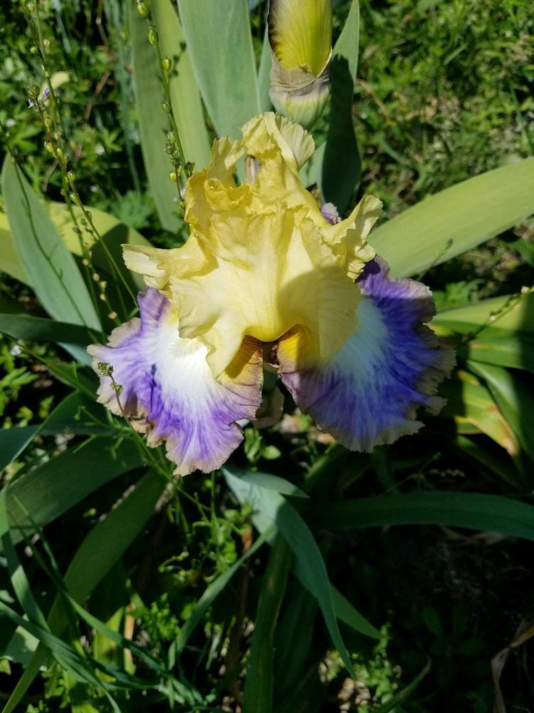 Photo of the bloom of Tall Bearded Iris (Iris 'Definition') posted by ...