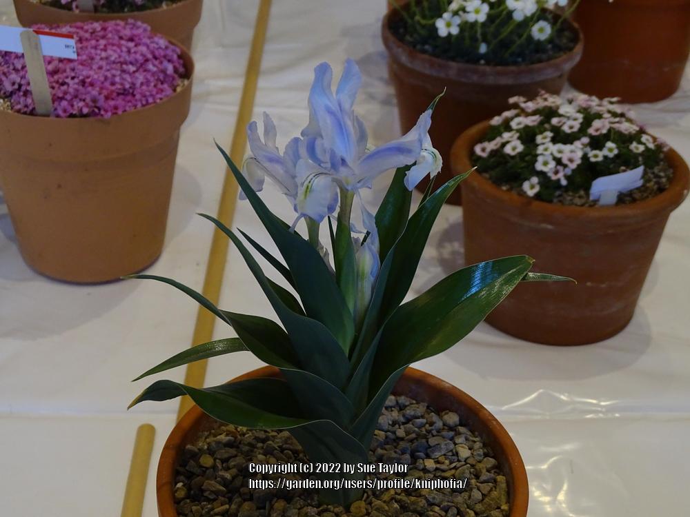 Photo of the entire plant of Juno Iris (Iris vicaria) posted by ...