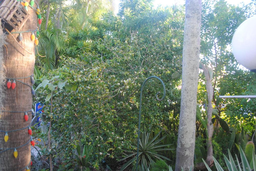 Photo of the entire plant of Simpson's Stopper (Myrcianthes fragrans ...