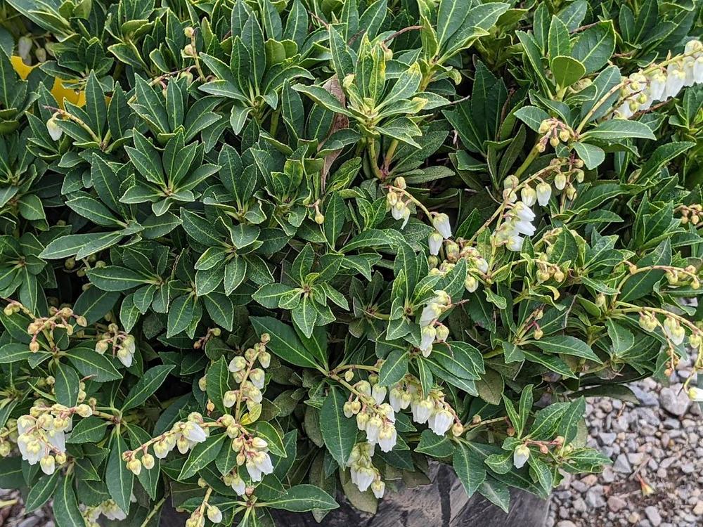 Photo of the entire plant of Dwarf Japanese Andromeda (Pieris japonica ...
