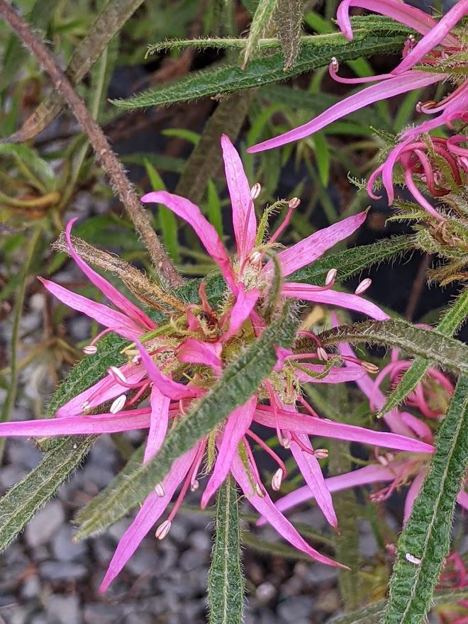 Photo of the bloom of Spider Azalea (Rhododendron stenopetalum ...