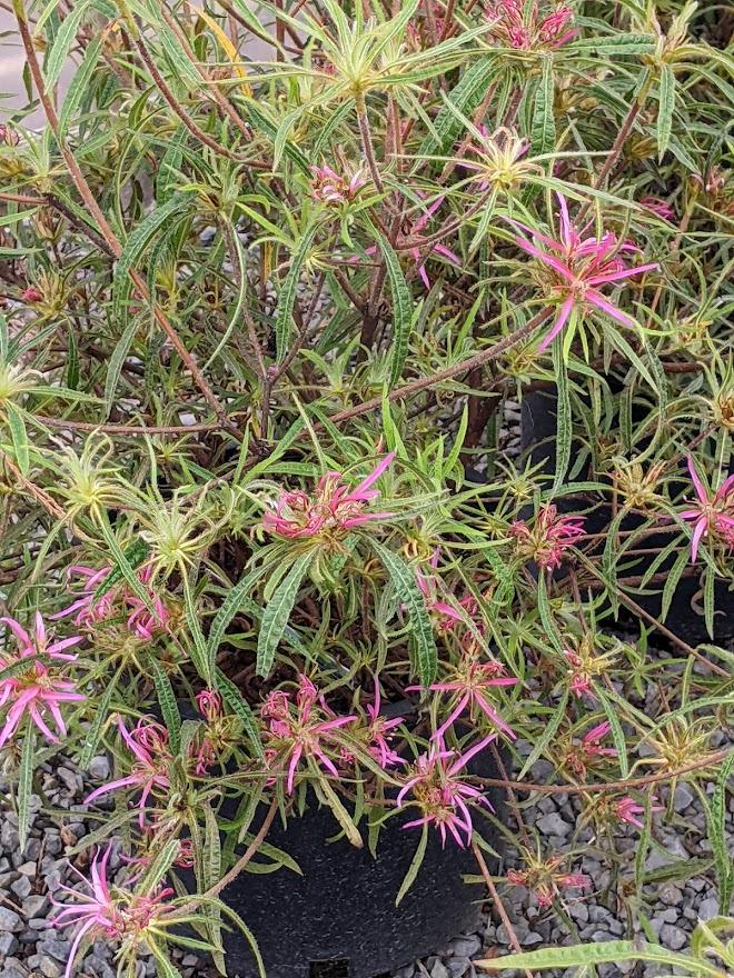 Photo of the entire plant of Spider Azalea (Rhododendron stenopetalum ...