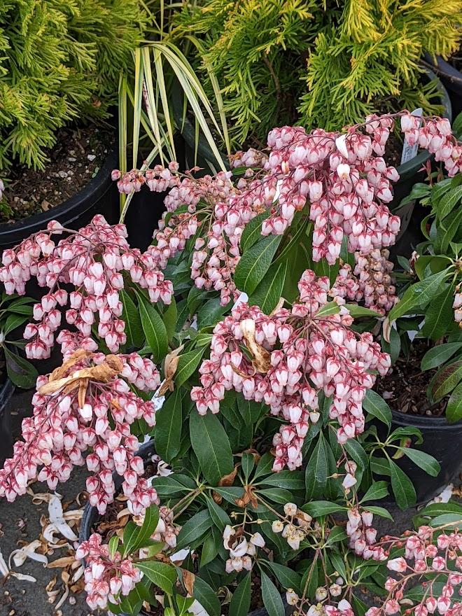 Photo of the bloom of Japanese Andromeda (Pieris japonica 'Katsura ...