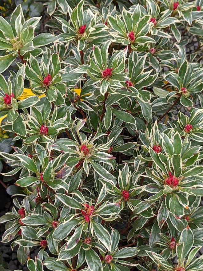 Photo of the leaves of Evergreen Azalea (Rhododendron 'Silver Sword ...