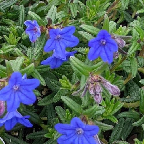 Lithodora (Glandora prostrata 'Heavenly Blue') - Garden.org