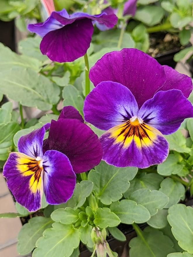 Photo of the entire plant of Viola (Viola cornuta Sorbet™ Midnight Glow ...