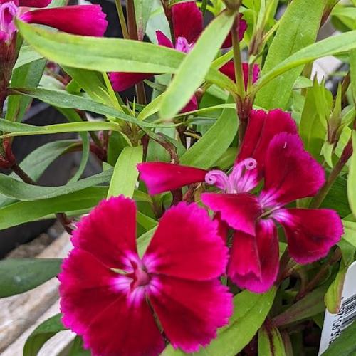Dianthus Floral Lace™ Purple in the Dianthus Database - Garden.org