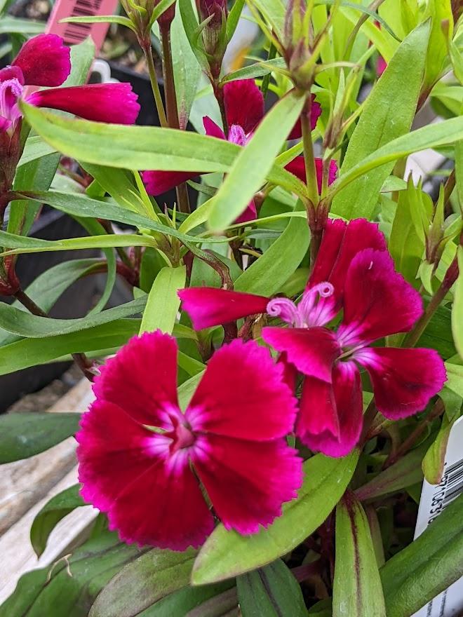 Dianthus Floral Lace™ Purple in the Dianthus Database - Garden.org