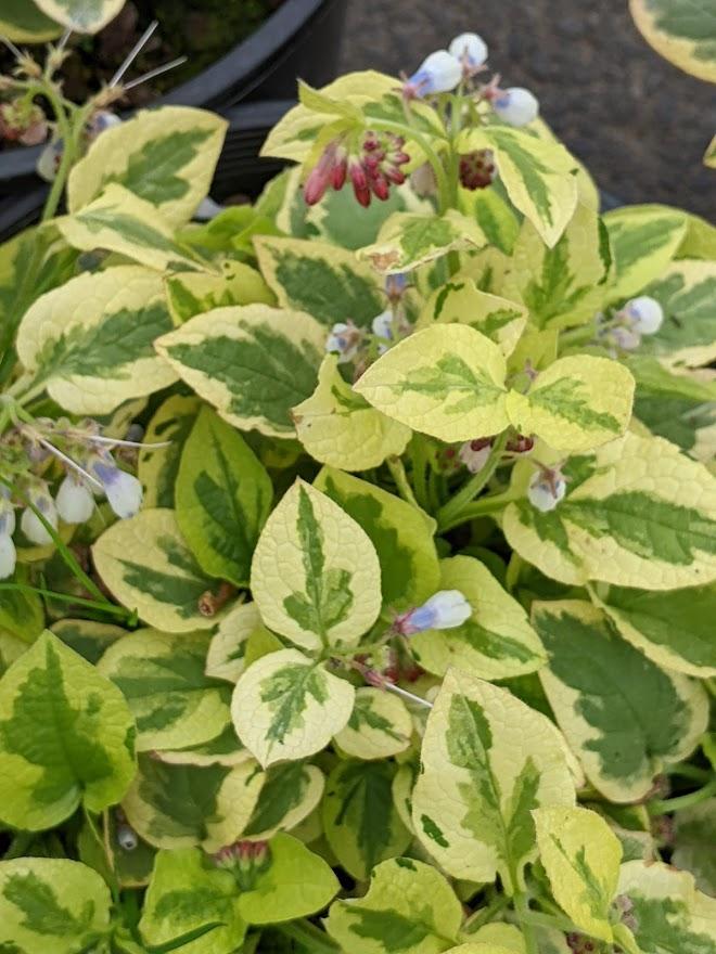 Comfrey (Symphytum 'Goldsmith') - Garden.org