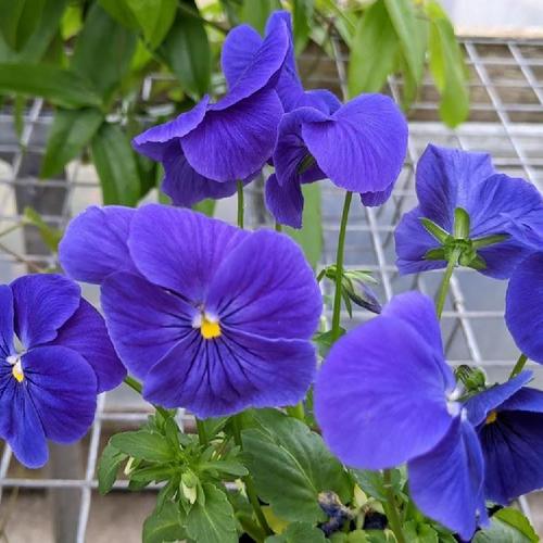 Pansy (Viola x wittrockiana Matrix™ True Blue) in the Violas Database ...