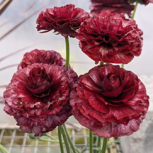 Persian Buttercup (Ranunculus asiaticus 'Amandine Black') - Garden.org