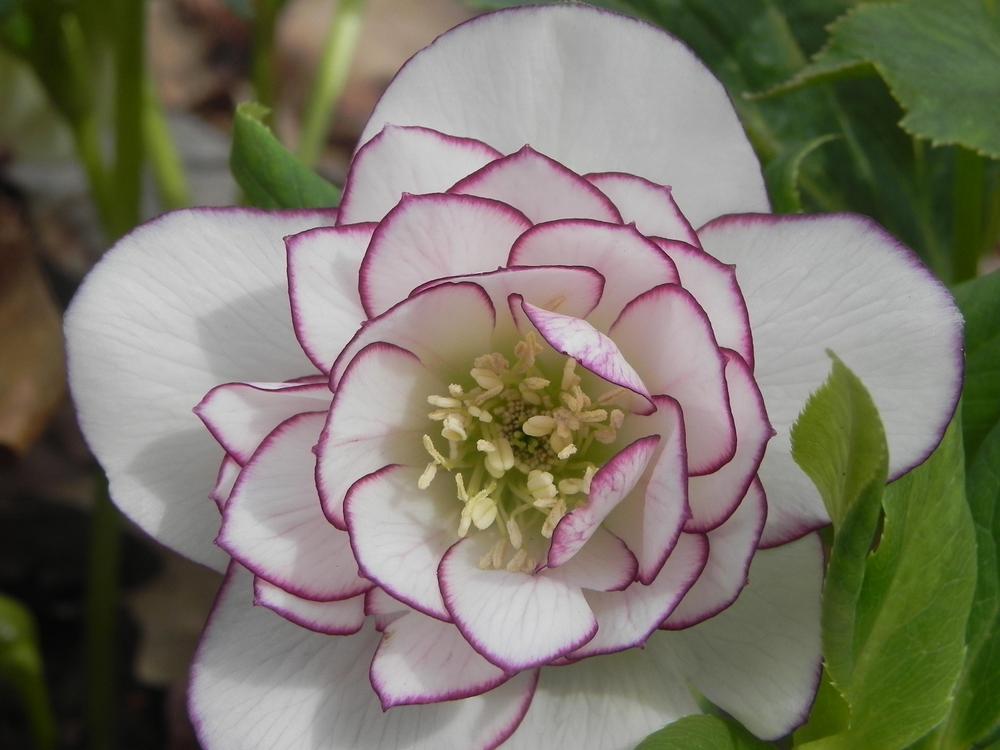 Hellebore (Helleborus x hybridus Winter Jewels™ Fire and Ice) in the ...