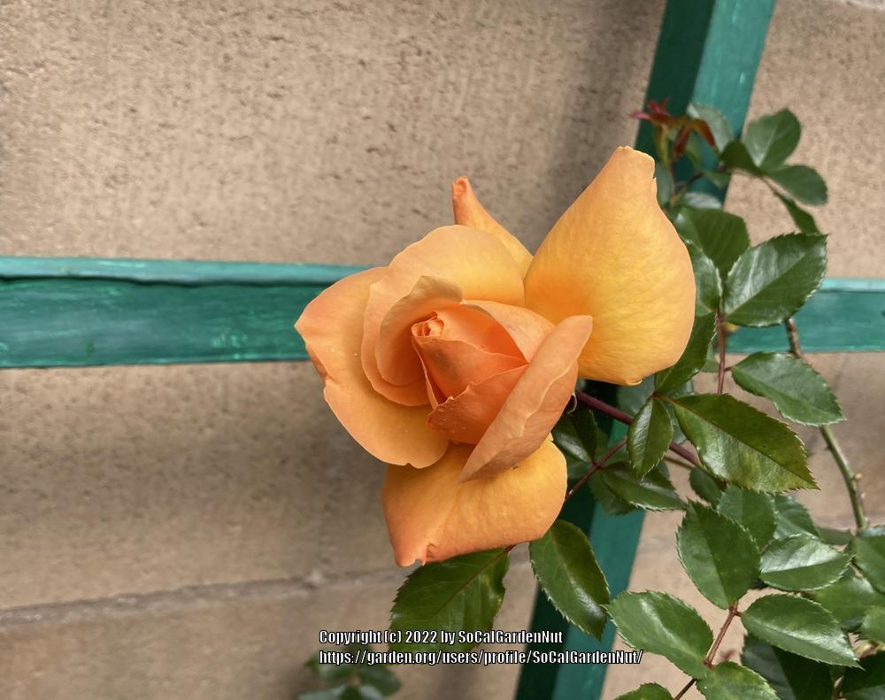 Photo of the bloom of Rose (Rosa 'Tangerine Skies') posted by ...