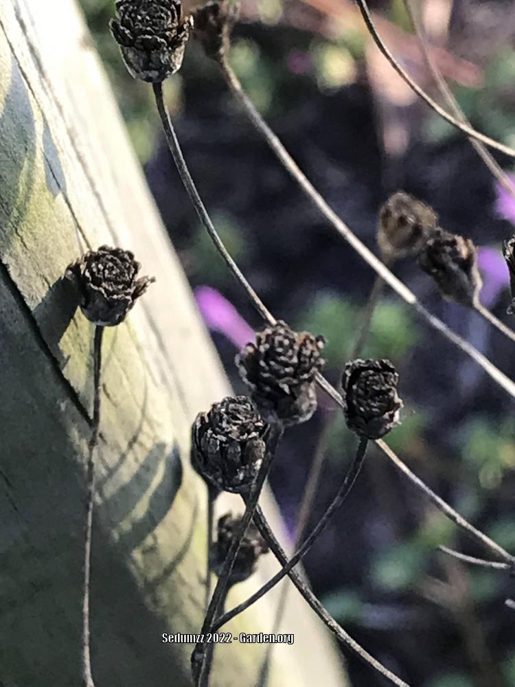Photo of the seed pods or heads of Threadleaf Coreopsis (Gyrophyllum ...
