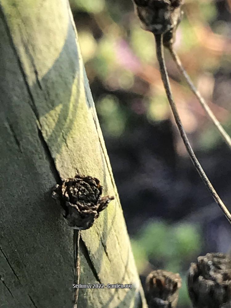 Photo of the seeds of Threadleaf Coreopsis (Coreopsis verticillata ...