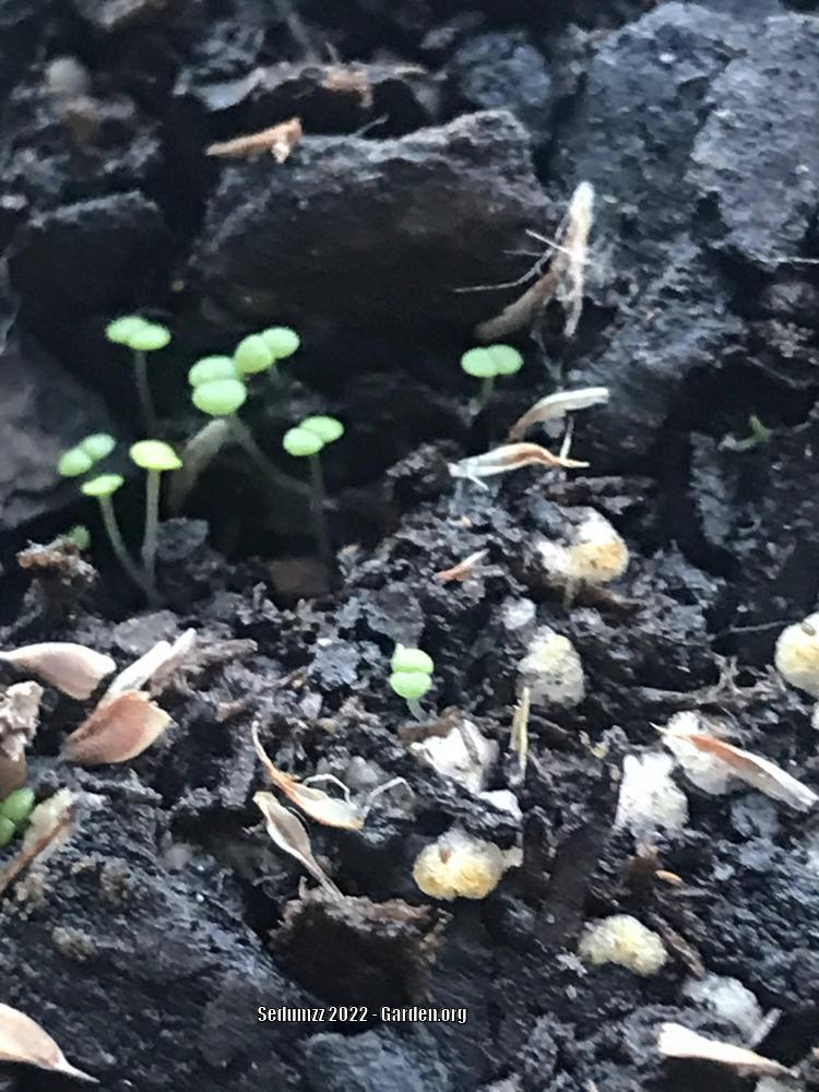 Photo of the seedling or young plant of Red Stonecrop (Sedum rubens ...