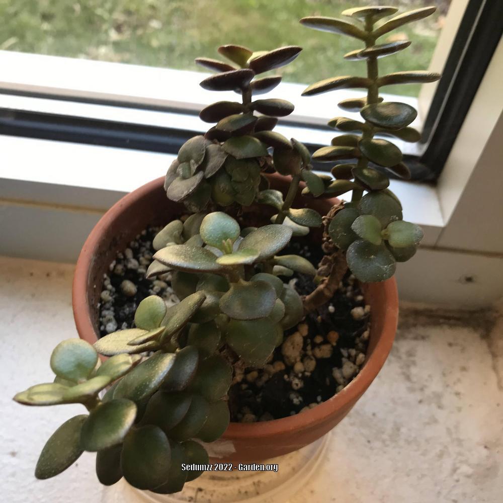 Photo of the entire plant of Dwarf Jade Plant (Crassula ovata 'Crosby's ...