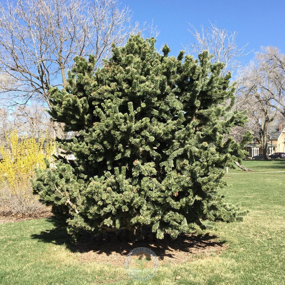 Photo of the entire plant of Rocky Mountain Bristlecone Pine (Pinus ...