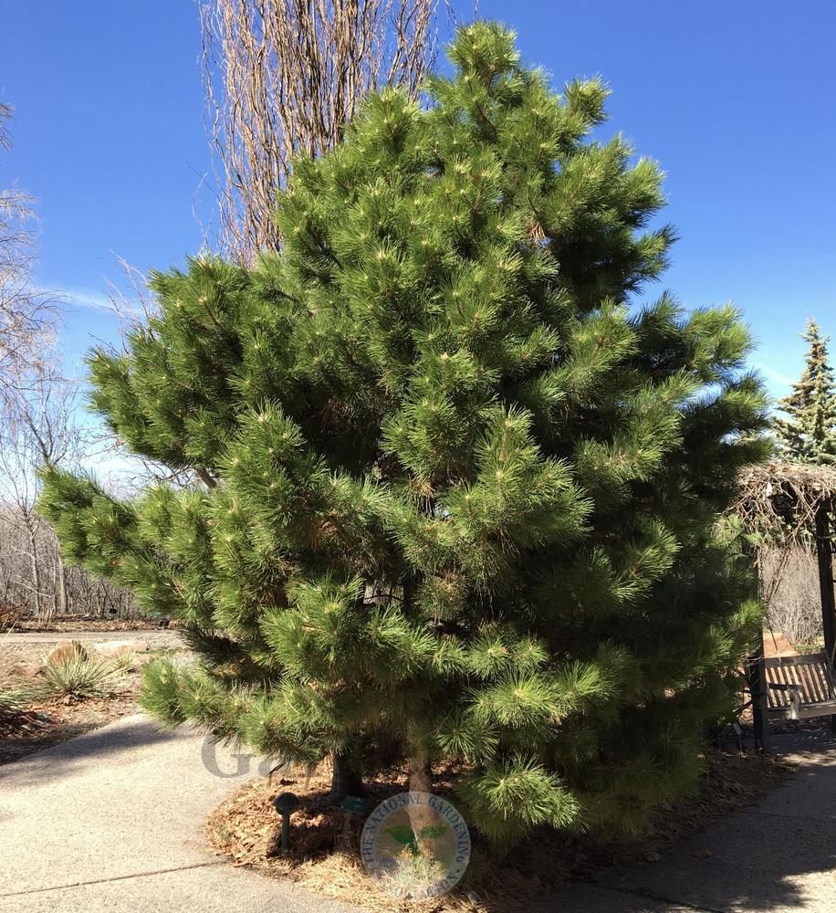 Photo of the entire plant of European Black Pine (Pinus nigra ...