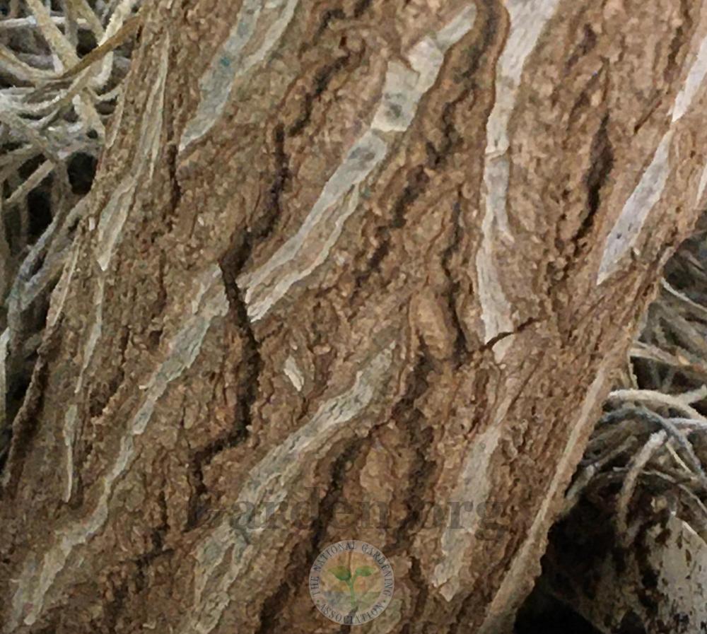 Sea Mango (Cerbera manghas 'Red') - Garden.org