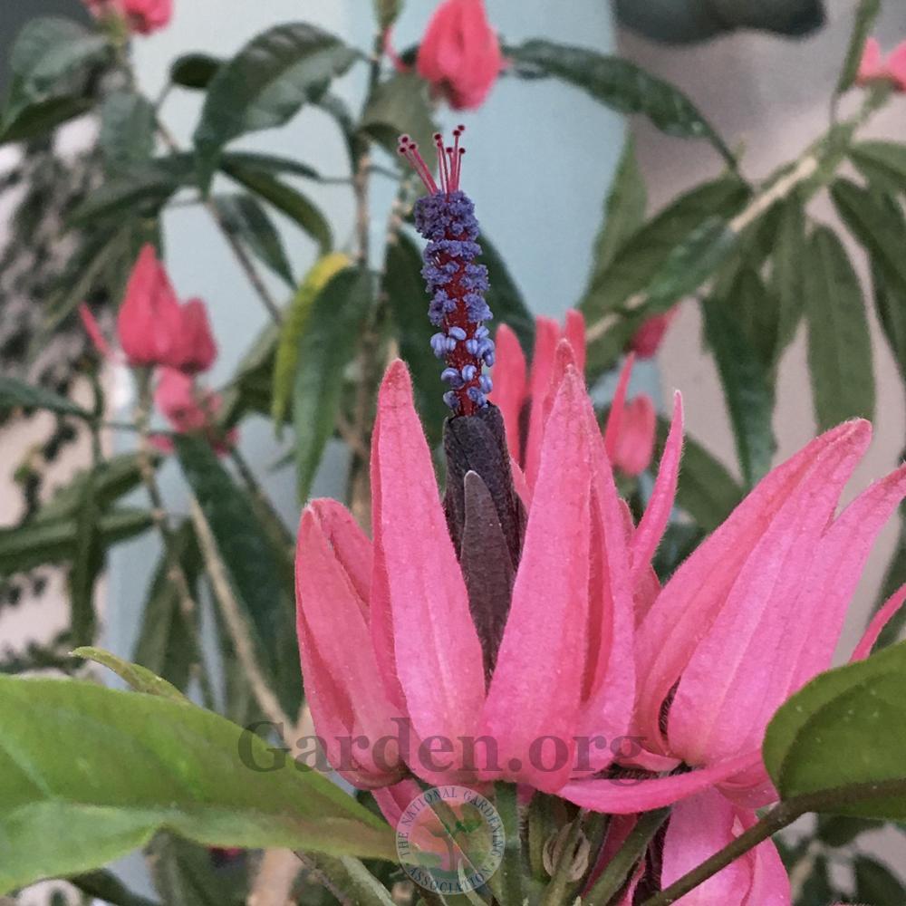 Brazilian Candles (Pavonia multiflora) in the Shell Flowers (Pavonia ...