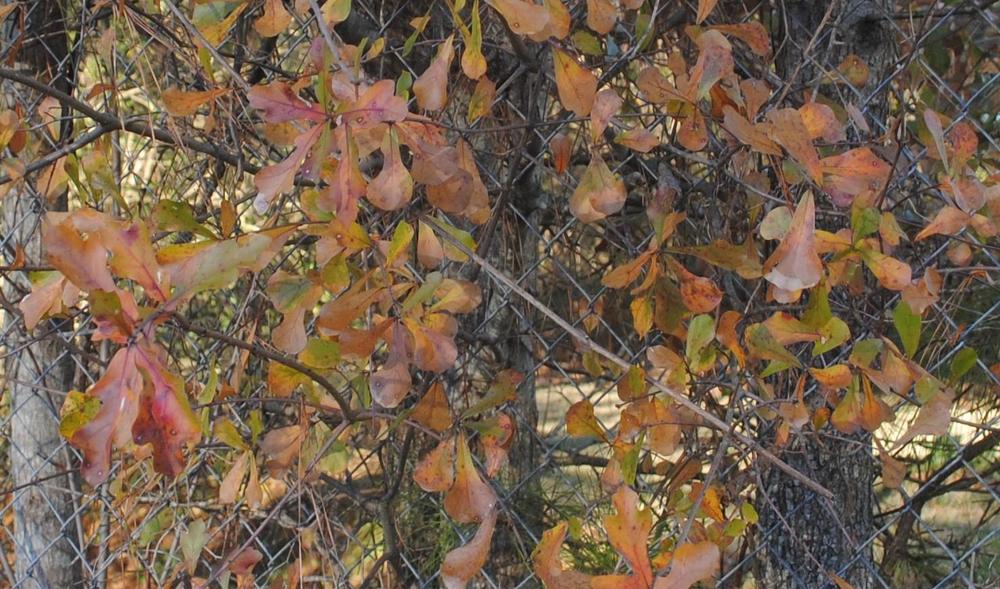 Photo of the fall color of Water Oak (Quercus nigra) posted by ILPARW ...