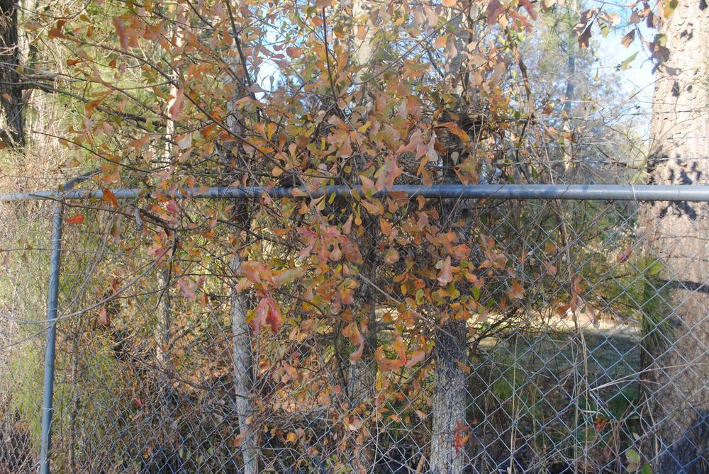 Photo of the fall color of Water Oak (Quercus nigra) posted by ILPARW ...