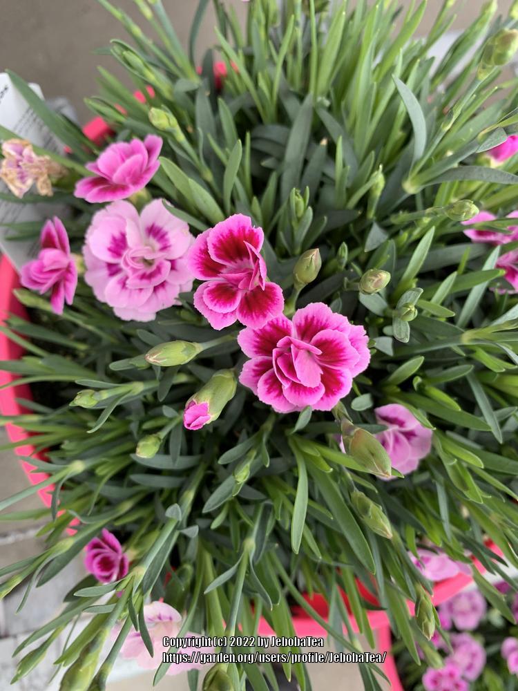 Dianthus Pink Kisses in the Dianthus Database - Garden.org