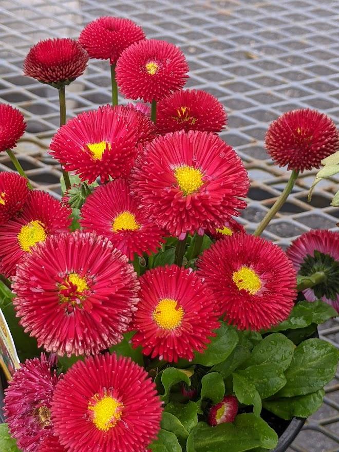 English Daisy (Bellis perennis 'Tasso Red') - Garden.org